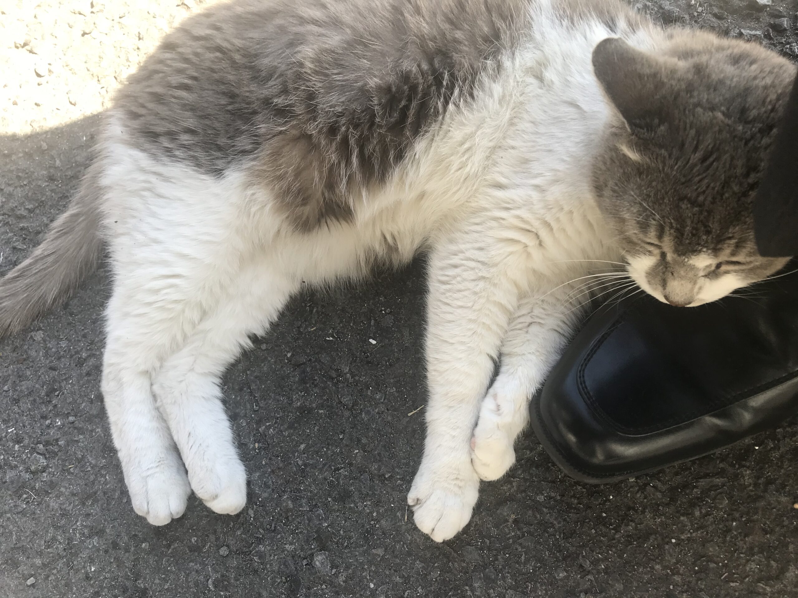 ABEJA(5574)IPO承認発表と企業分析 | ルーク趣味の部屋